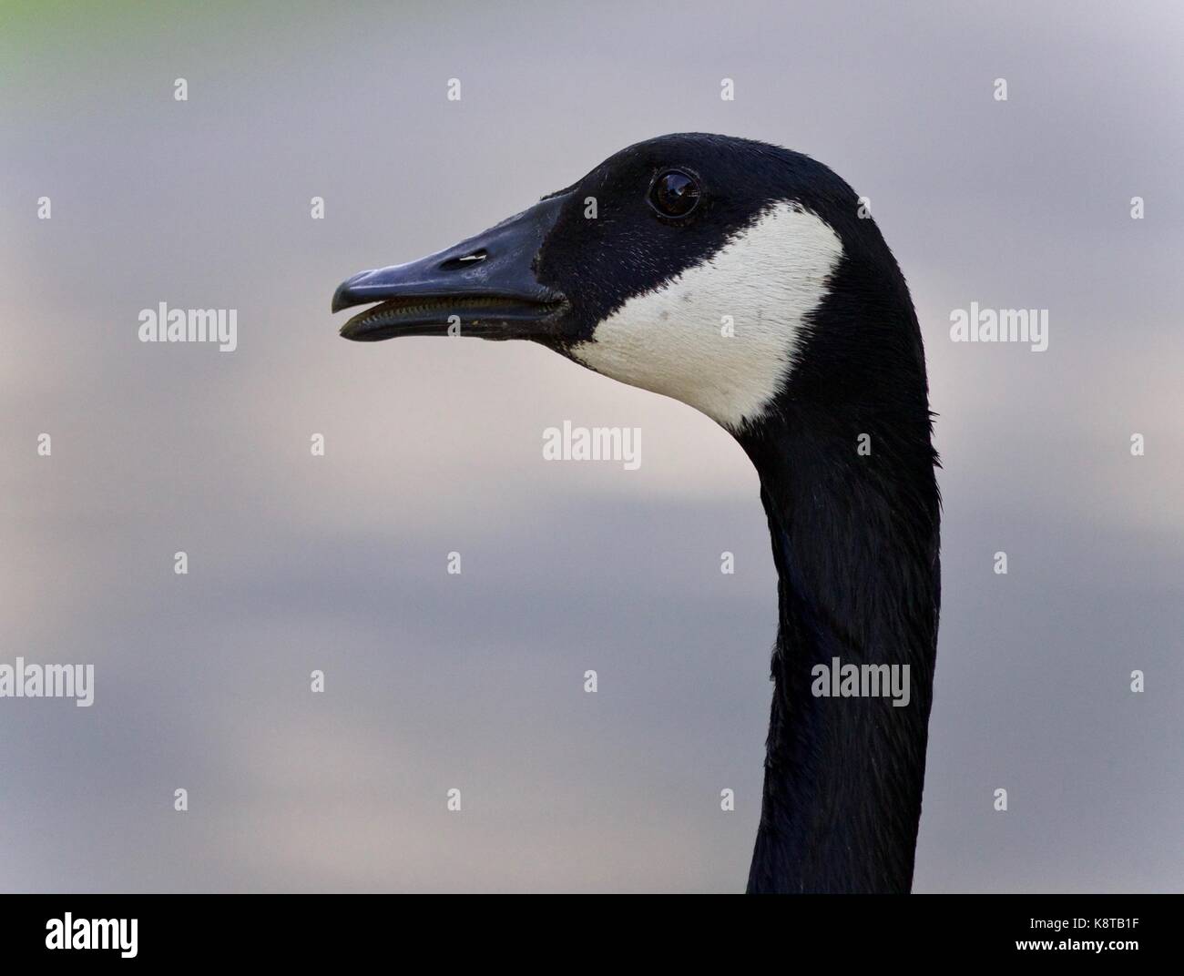 Image of an emotional Canada goose screaming Stock Photo - Alamy