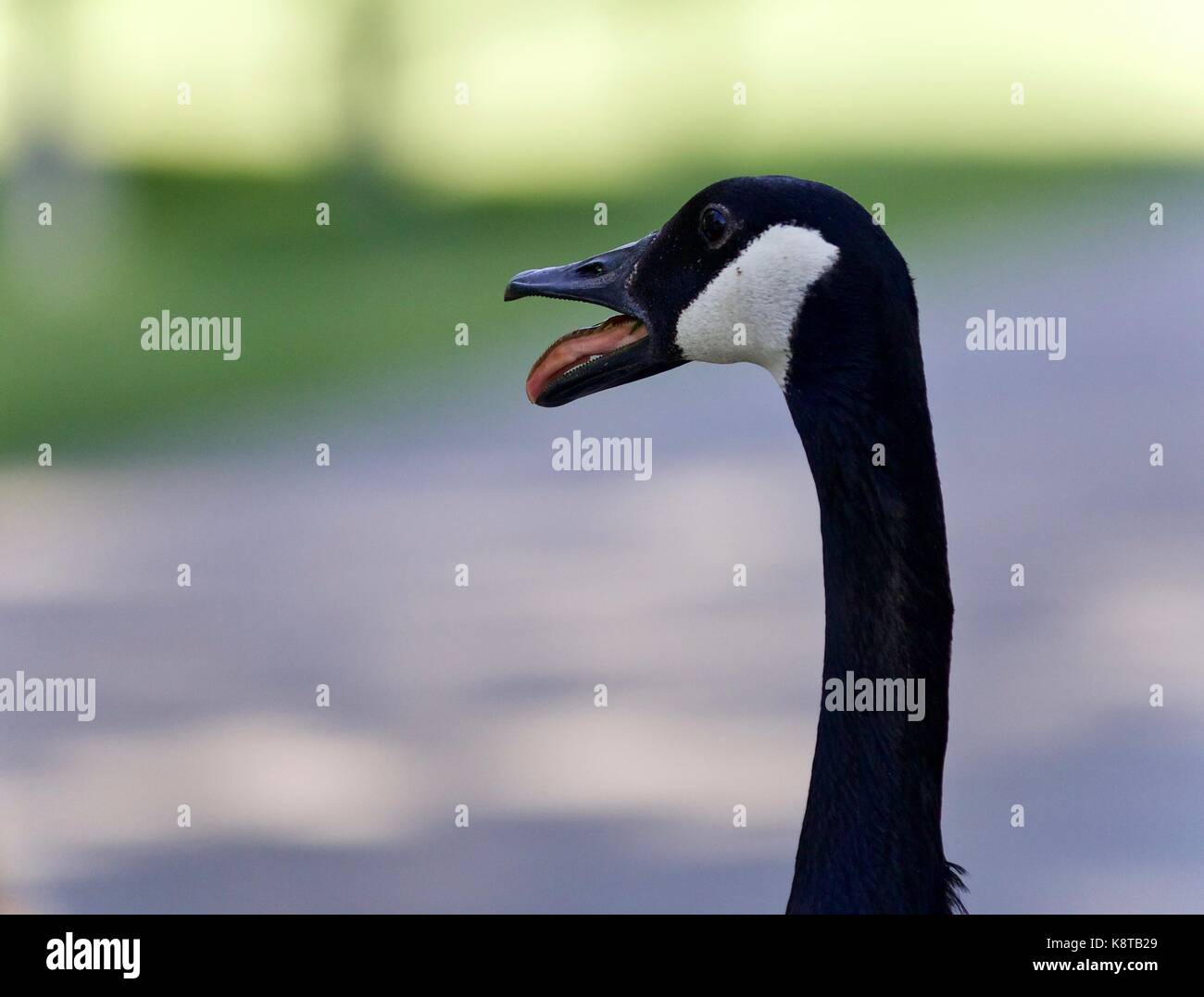 Image of an emotional Canada goose screaming Stock Photo - Alamy