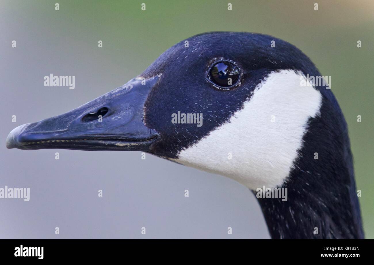 Isolated picture with a cute Canada goose Stock Photo - Alamy