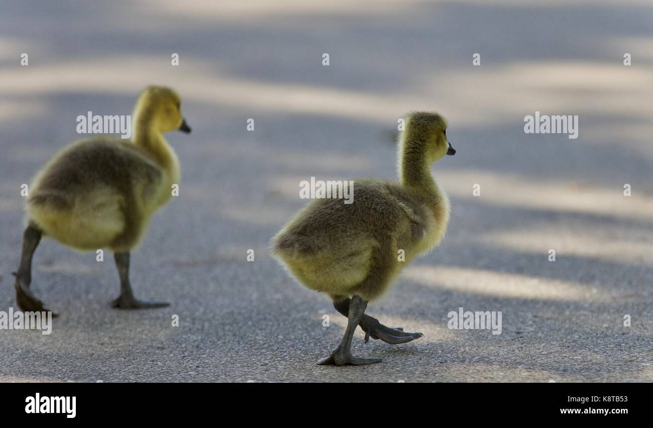 Background with two cute chicks of Canada geese Stock Photo - Alamy