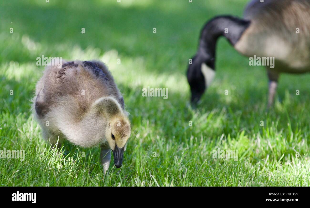 Image of a cute chick of Canada geese eating grass Stock Photo - Alamy