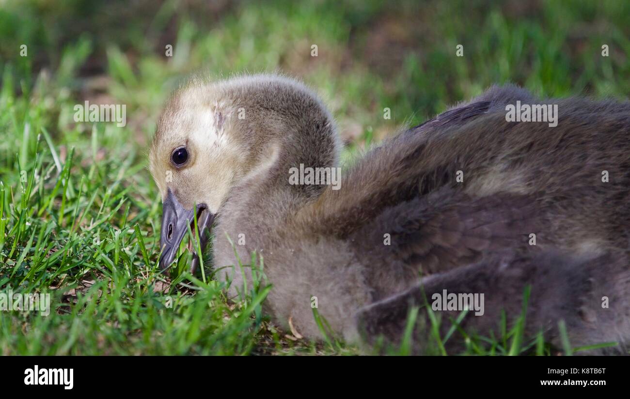Photo of a cute chick of Canada geese eating grass Stock Photo - Alamy