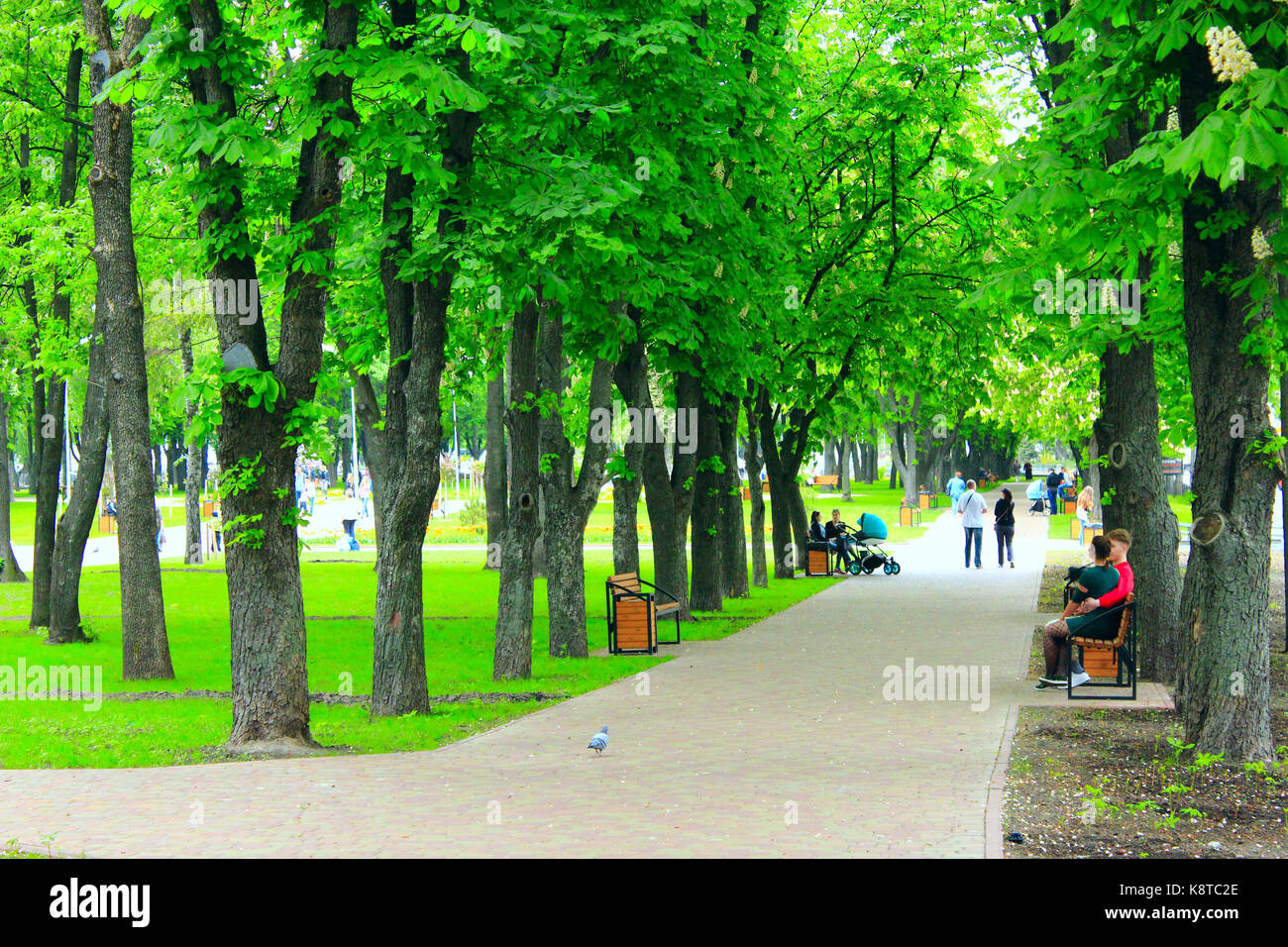 beautiful city park with nice promenade path benches and big green ...