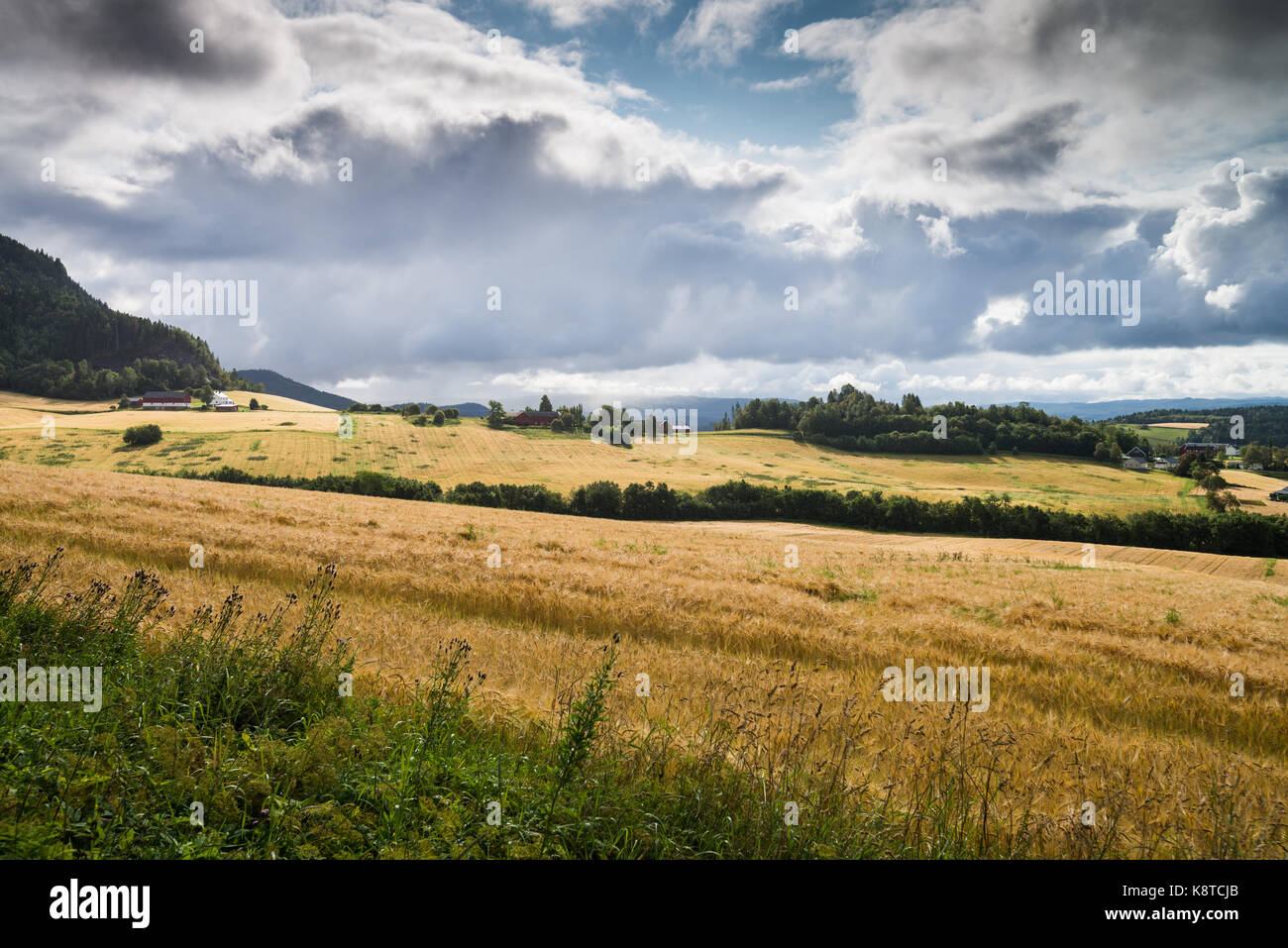 Landscape wit fields, near Skatval, Norway, Scandinavia, Europe Stock ...