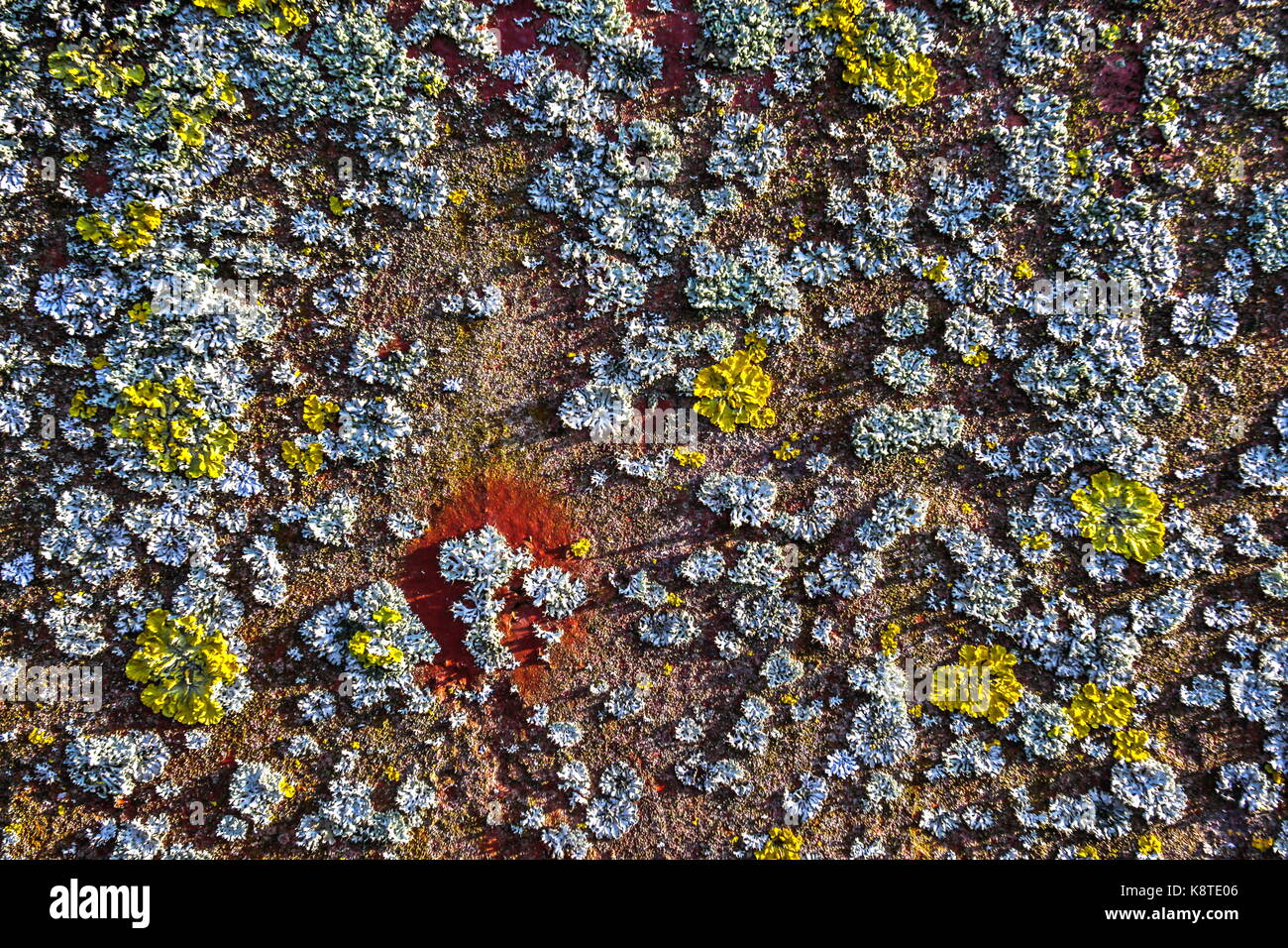 Lichen pattern hi-res stock photography and images - Alamy