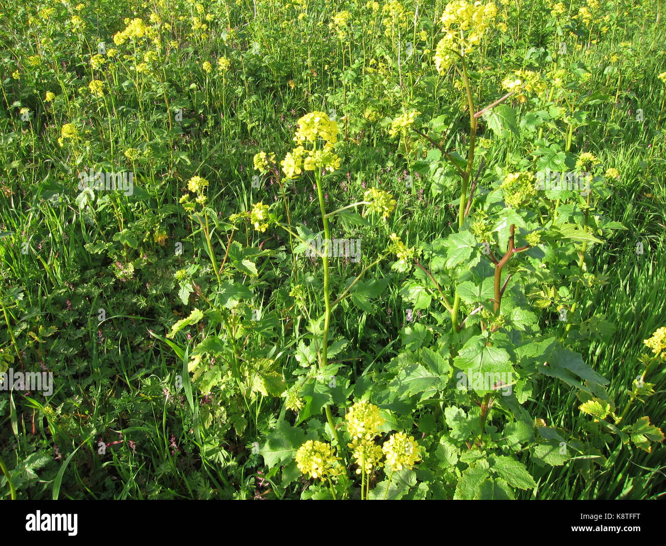 Mustarde hi-res stock photography and images - Alamy