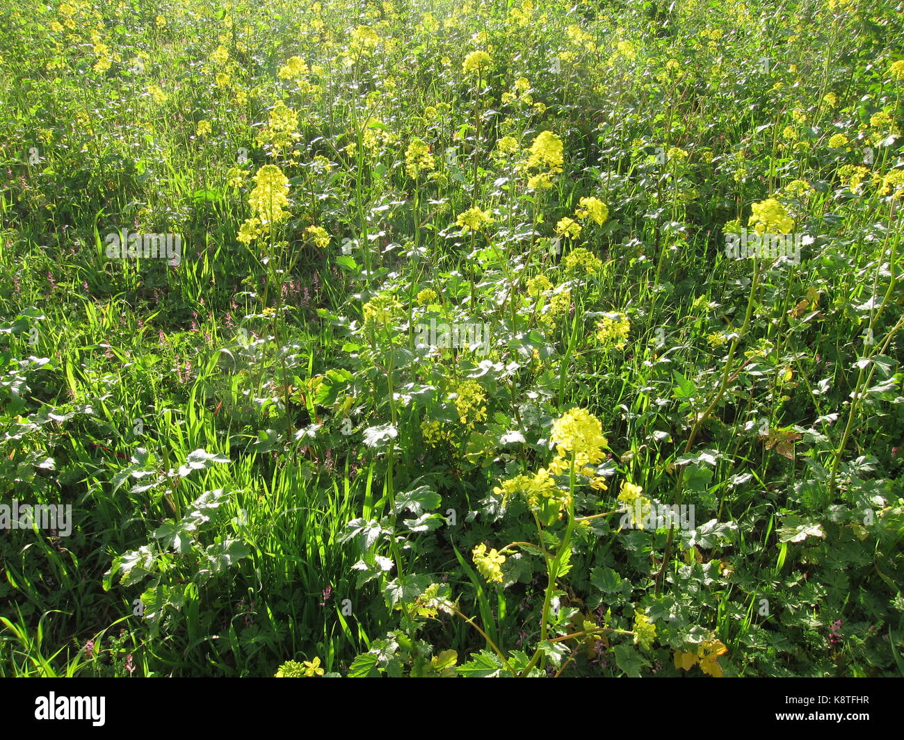 Mustarde hi-res stock photography and images - Alamy