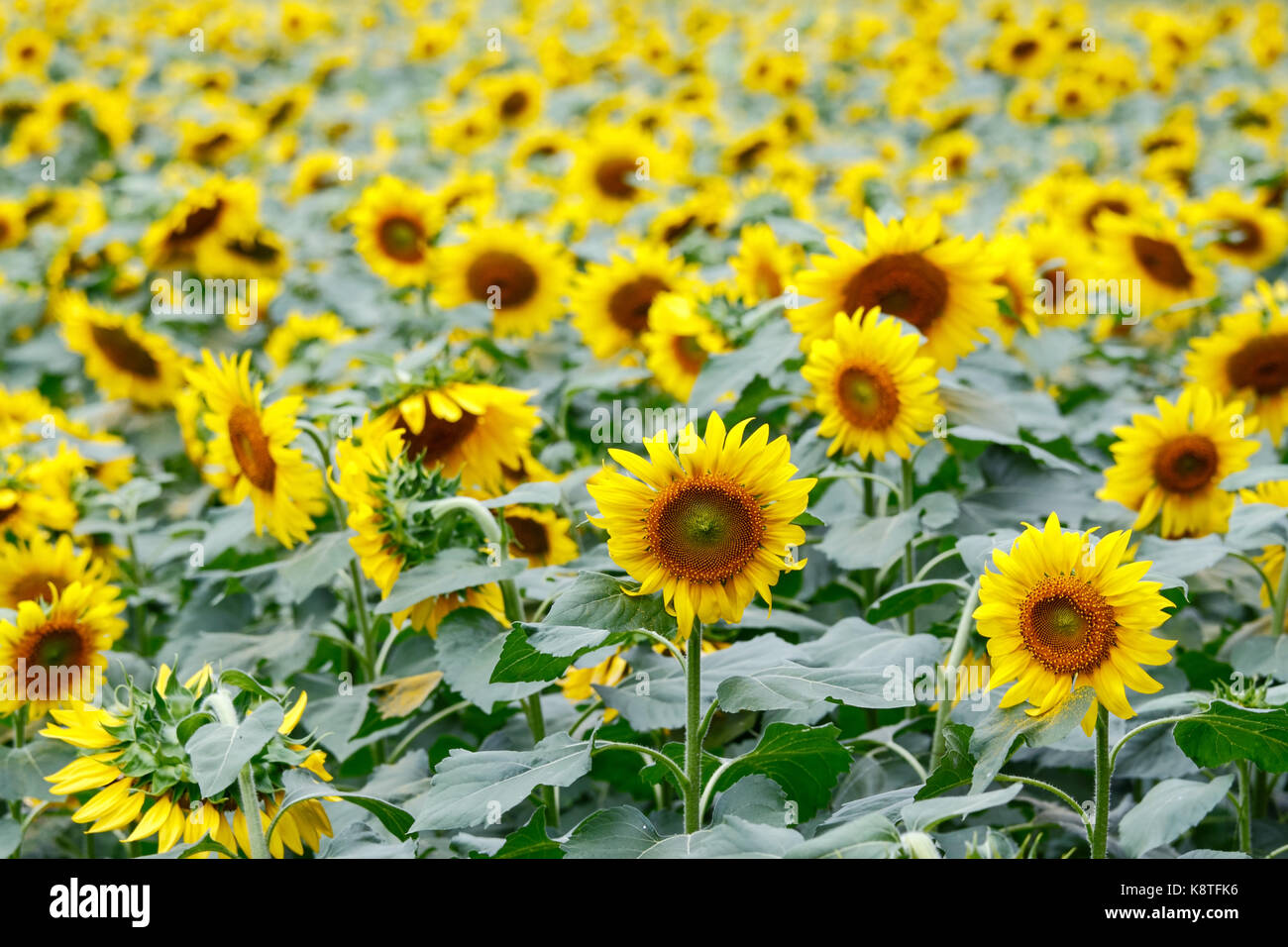 Sunflower field background Stock Photo - Alamy