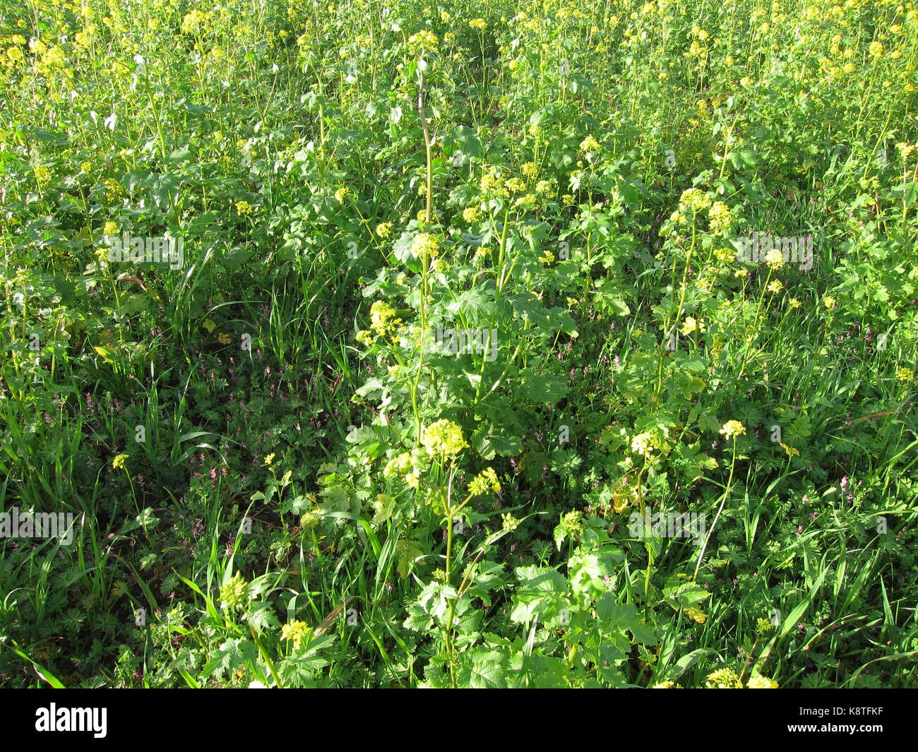 Mustarde hi-res stock photography and images - Alamy