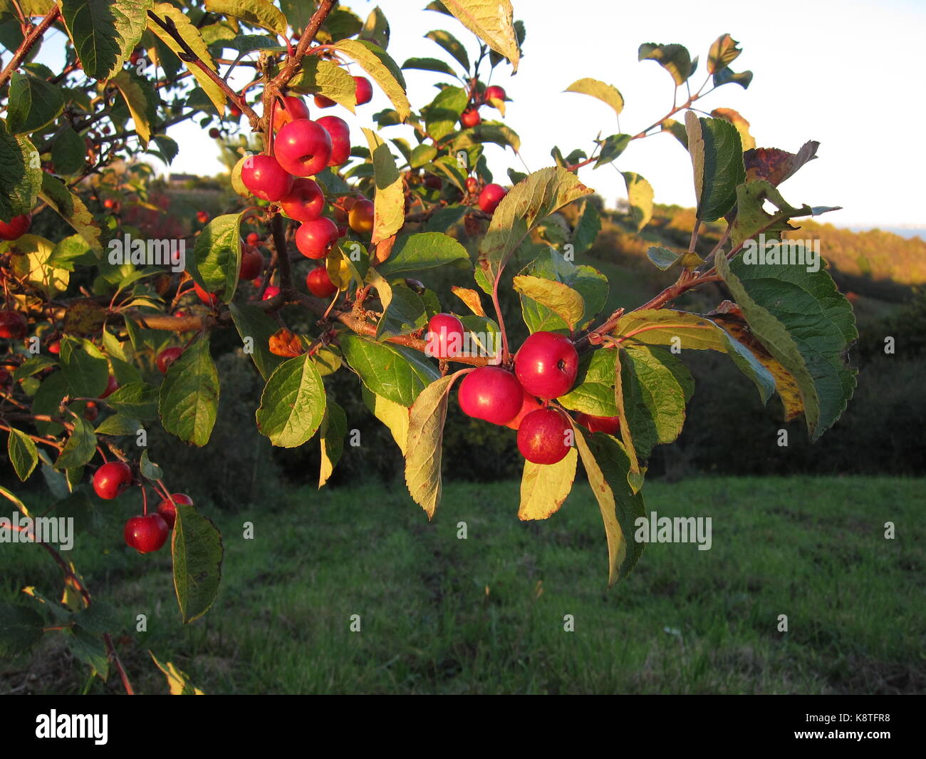 Apple tree at fall Stock Photo - Alamy
