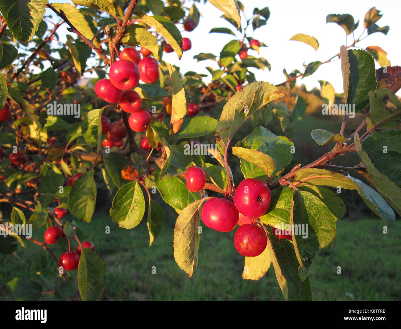 Apple tree at fall Stock Photo - Alamy