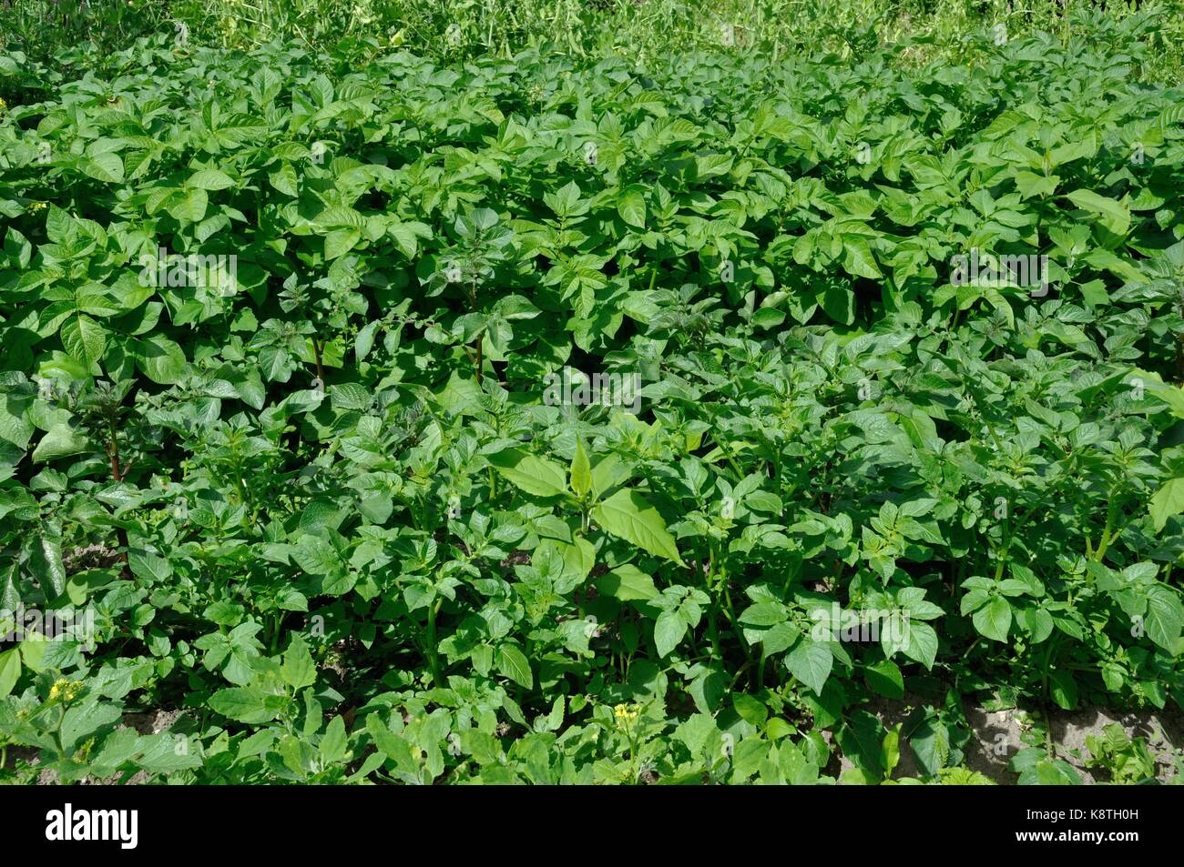 potatoes in a vegetable patch Stock Photo - Alamy