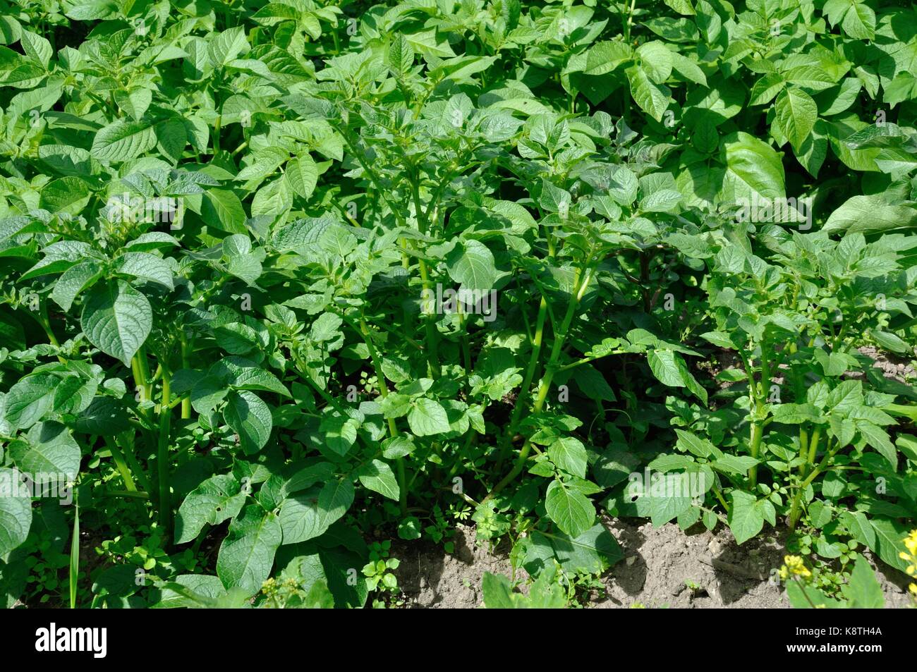 potatoes in a vegetable patch Stock Photo - Alamy