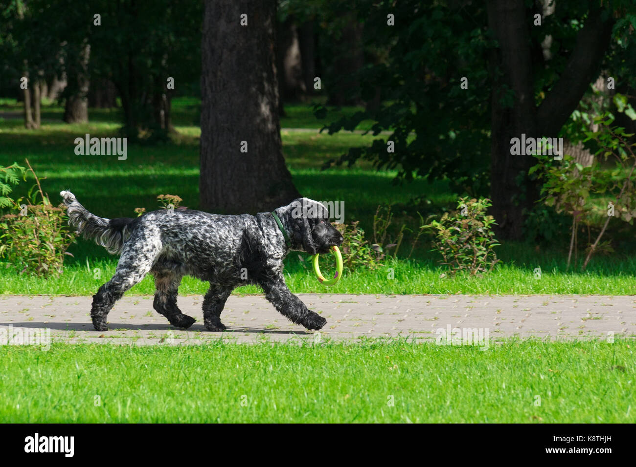 King charles springer spaniel hi-res stock photography and images - Alamy