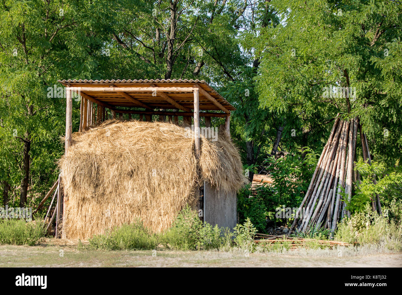 Small hay stack under a canopy with green forest on the background ...