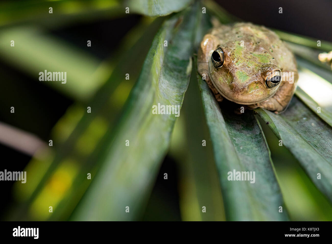 Florida tree frog hi-res stock photography and images - Alamy