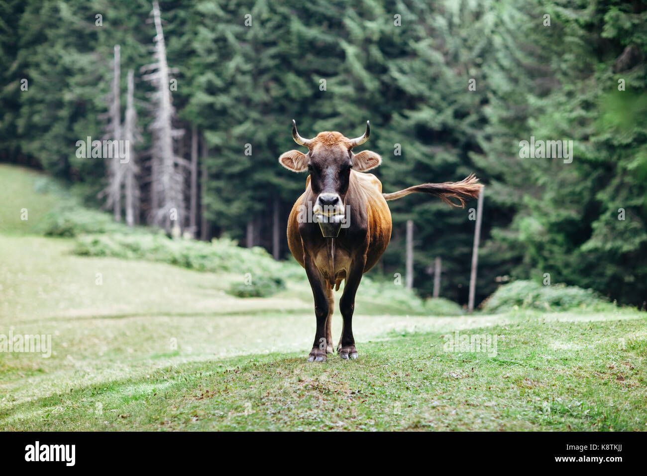 Brown cow on a meadow in forest. Animal background Stock Photo - Alamy