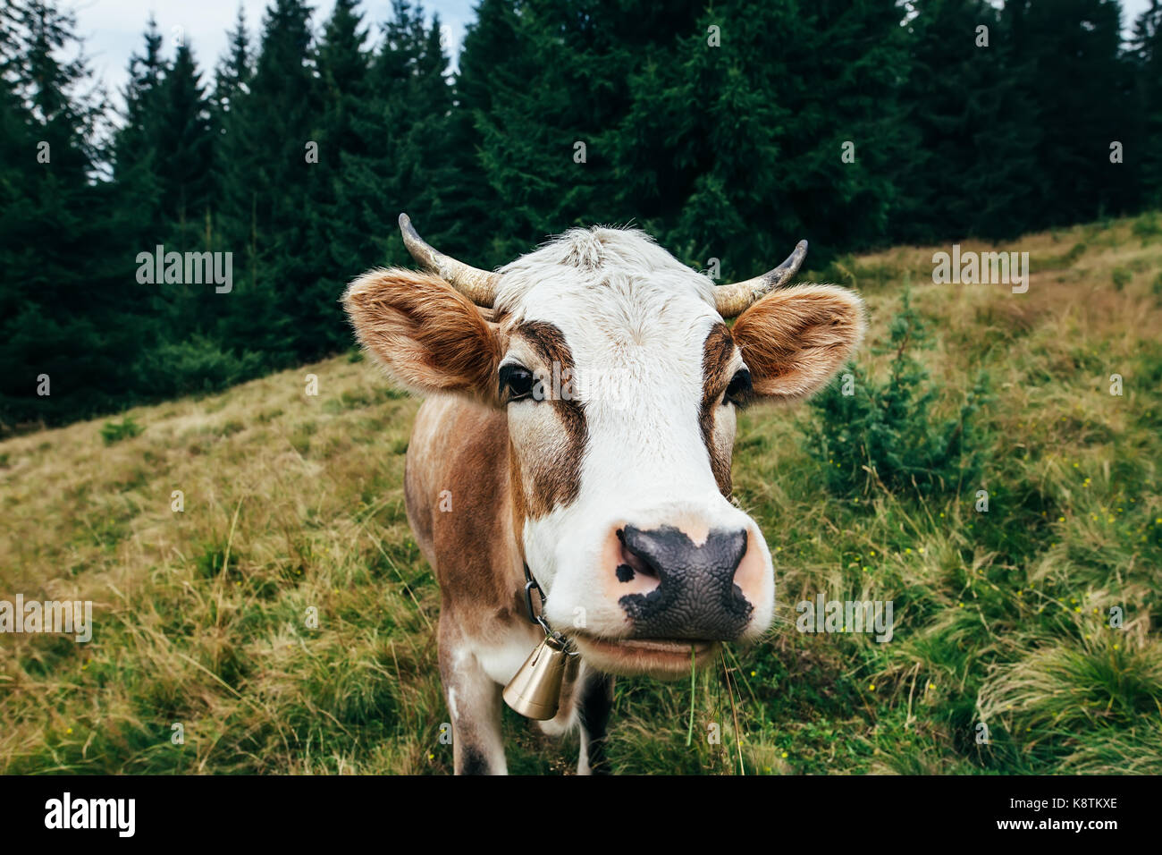 Funny cow on a meadow in forest. Animal background Stock Photo - Alamy