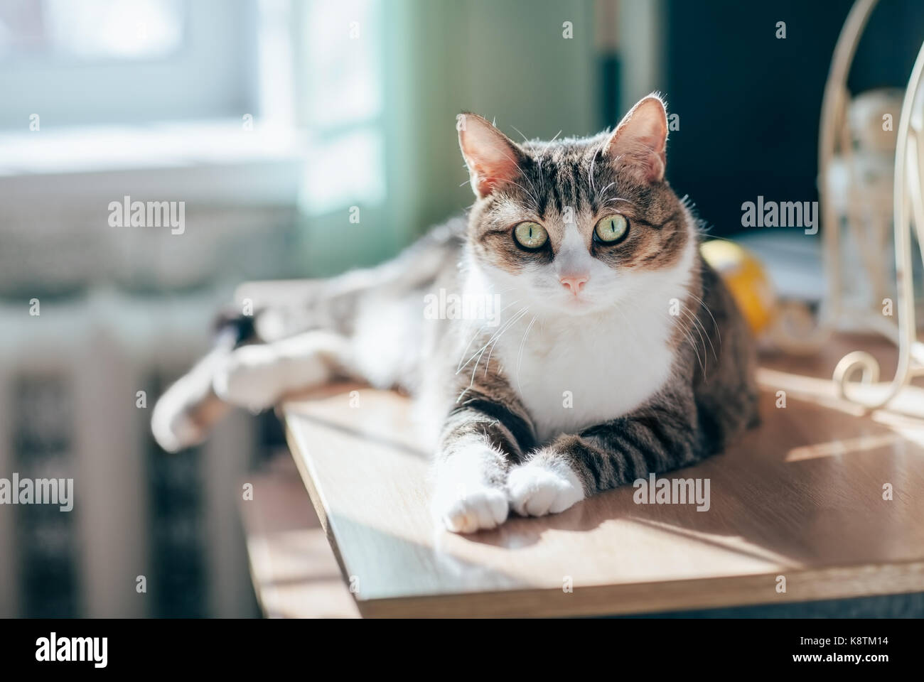Portrait of beautiful tabby cat in sun rays in home Stock Photo - Alamy