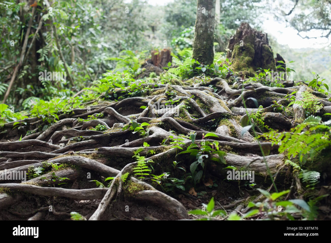 roots of tree in the rainforest Stock Photo - Alamy