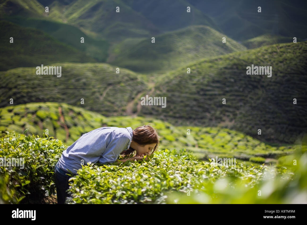 Young Woman on Tea Plantation Smelling Fresh Tea Leaves Stock Photo - Alamy