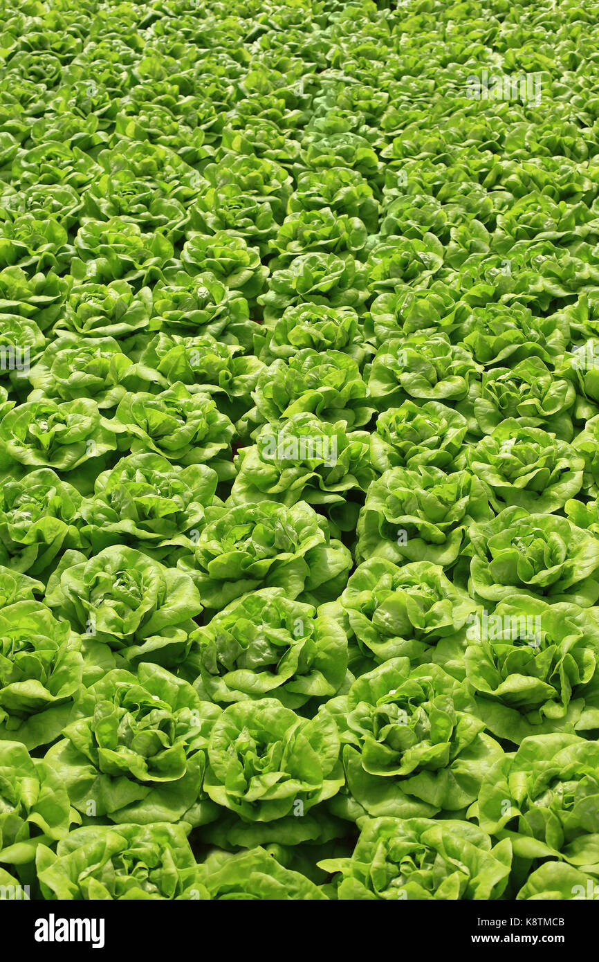 Fresh green cabbage texture background Stock Photo - Alamy