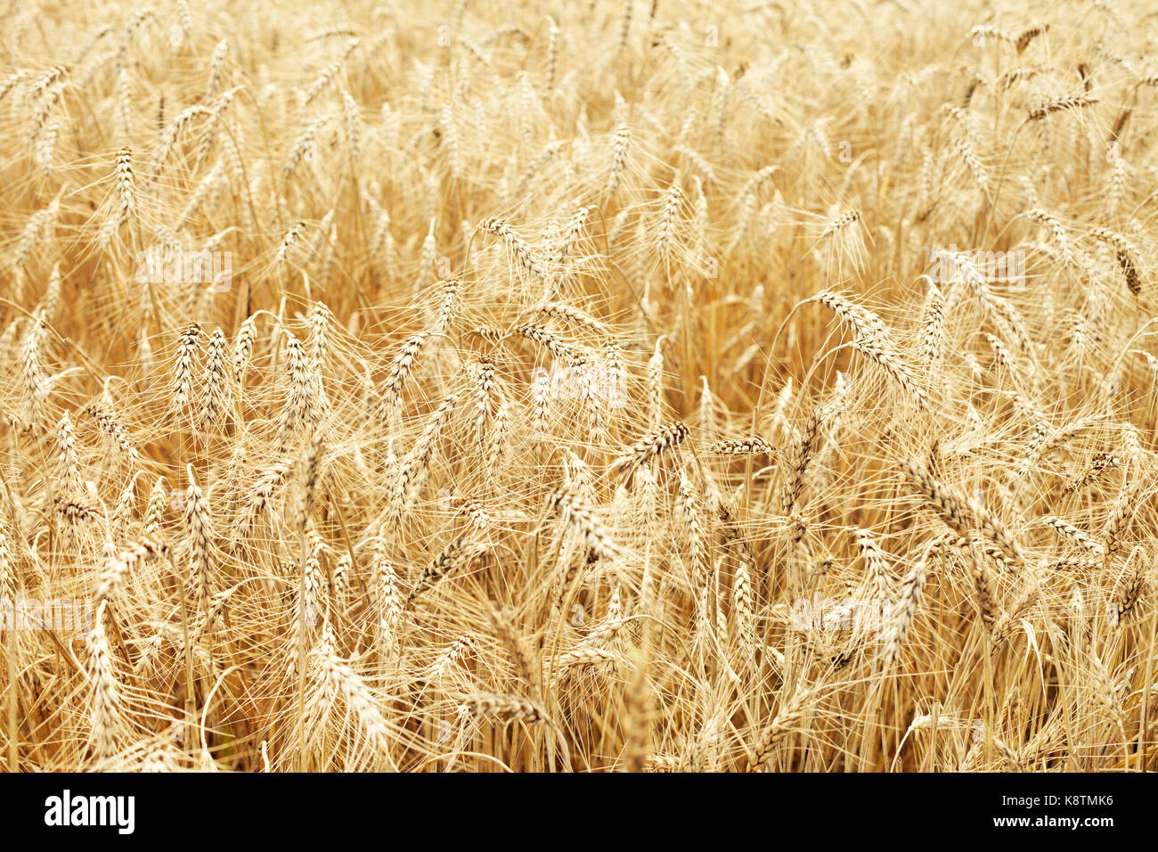 golden fully ripe wheat field Stock Photo - Alamy
