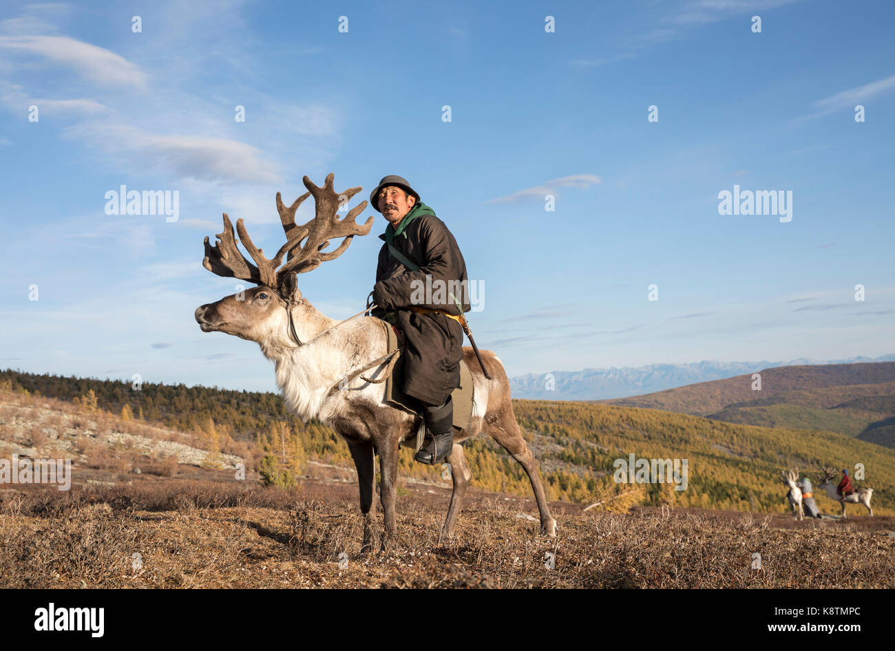 tsaatan man, dressed in a traditional deel, with his reindeers in a ...