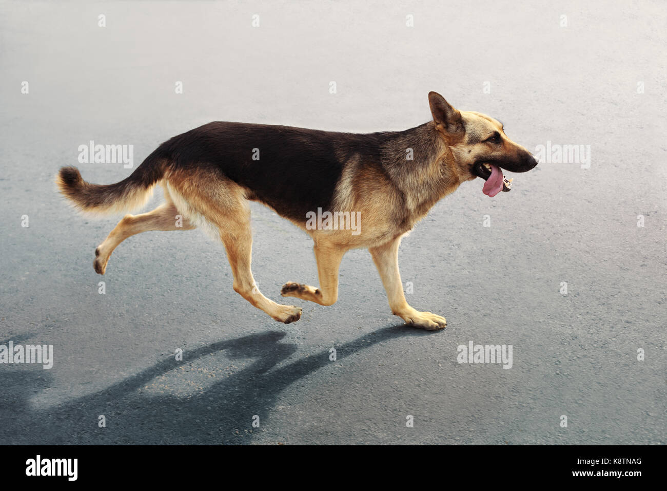 Dog running on the road Stock Photo - Alamy