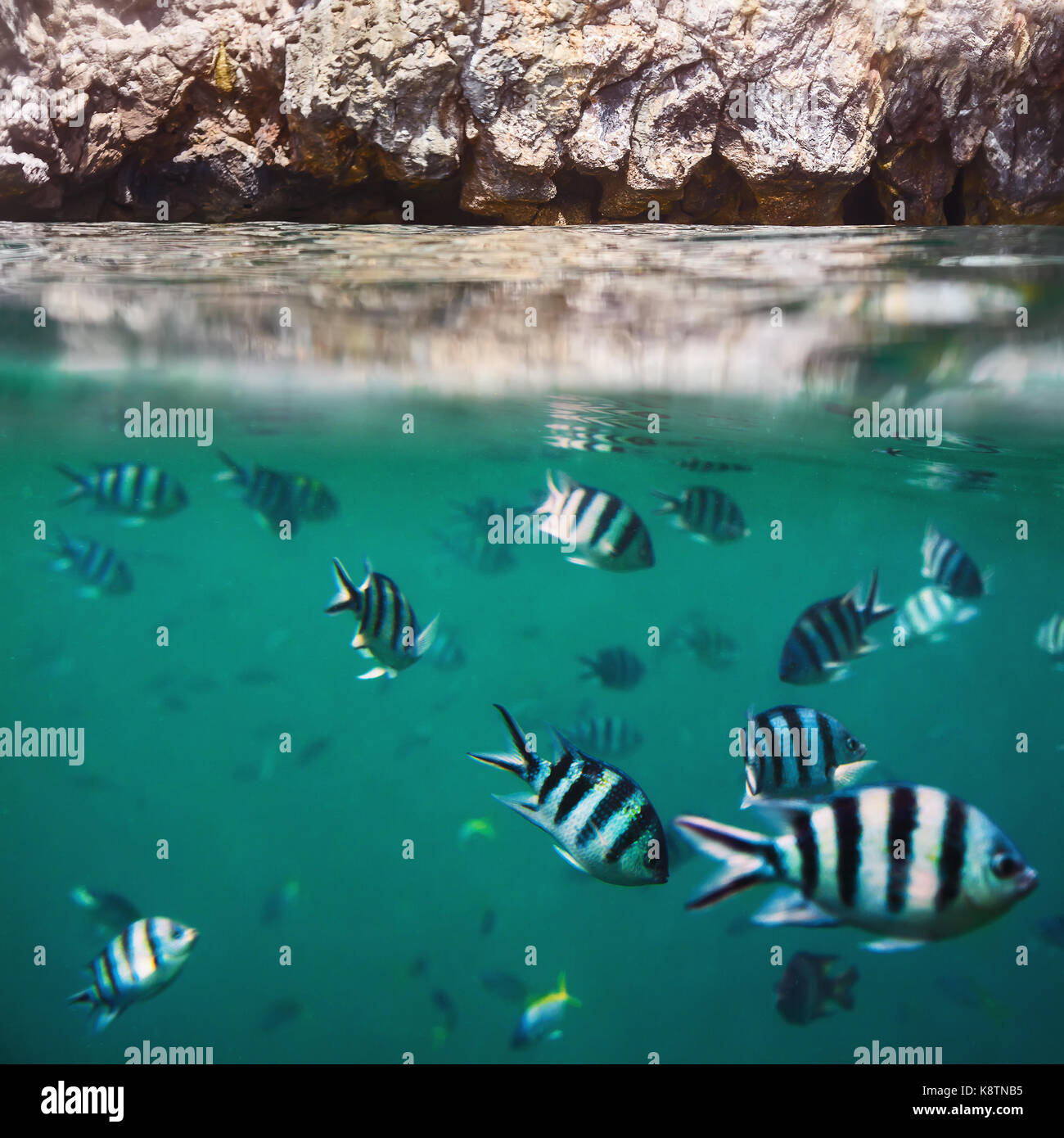 Fish shoal in the tropical ocean and rocks splitted by waterline ...
