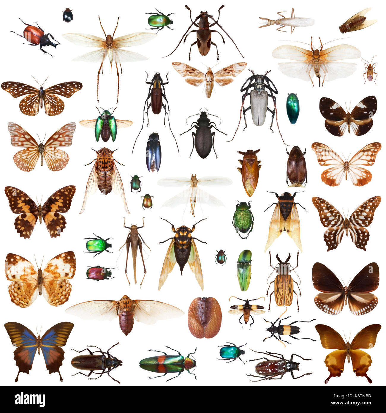 Set of insects on white background with clipping path Stock Photo - Alamy