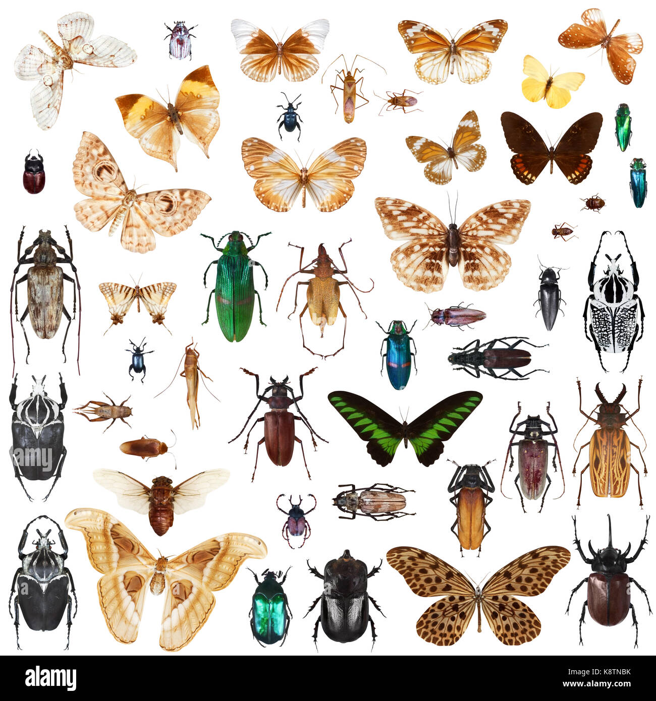 Set of insects on white background with clipping path Stock Photo - Alamy