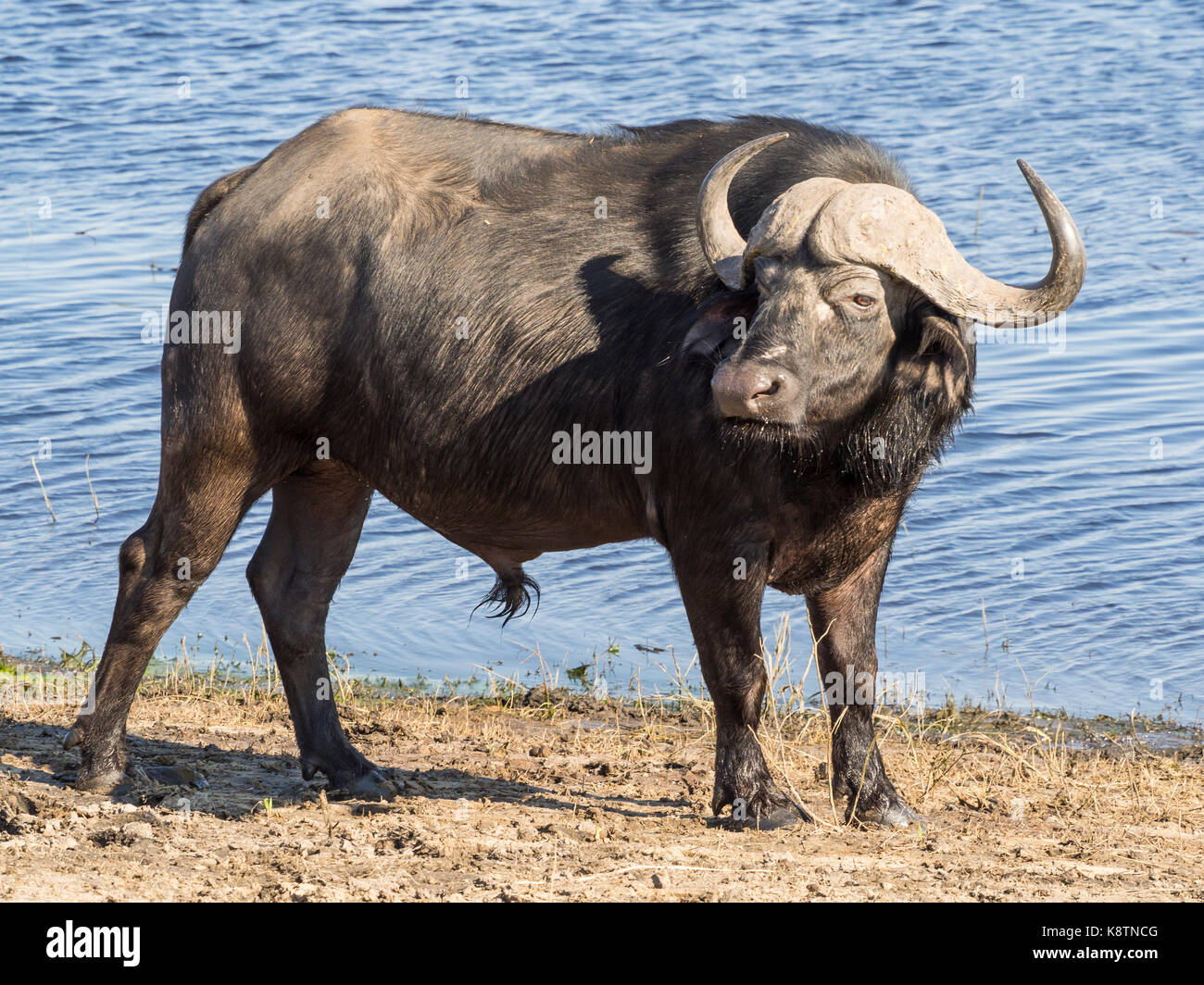 Huge water buffalo with impressive horns at water of Chobe River ...