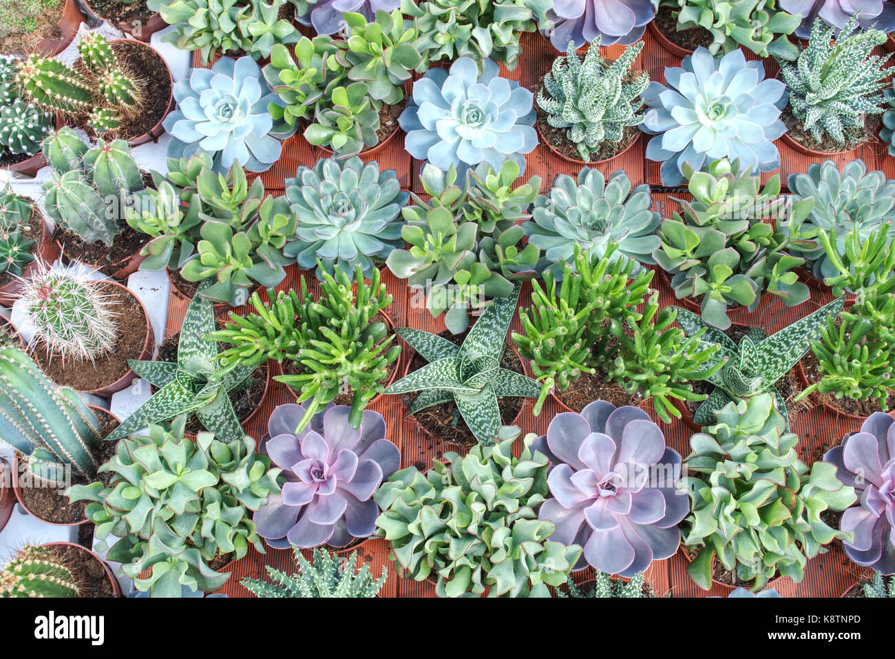 Cactus plants in the flower market. Gardening houseplants. Green Stock ...