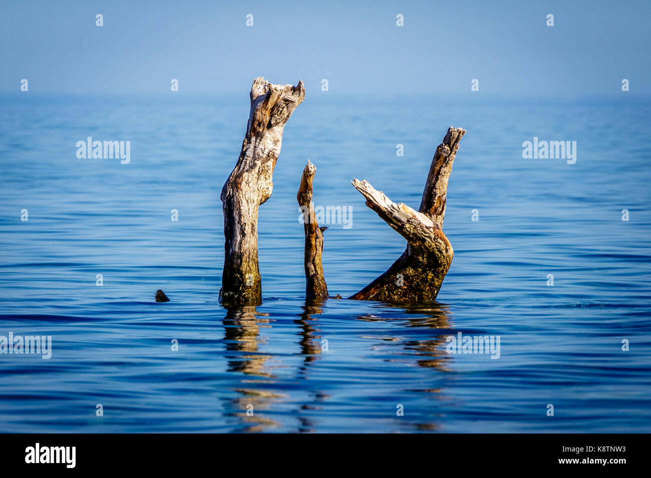 A piece of driftwood coming out of the ocean on the west coast of ...