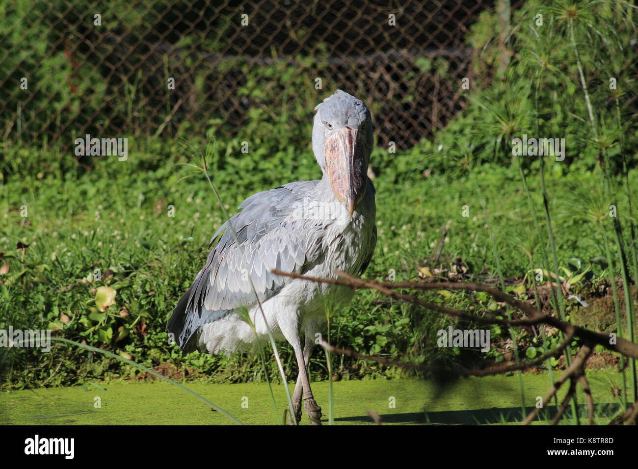 Shoe bill bird hi-res stock photography and images - Alamy