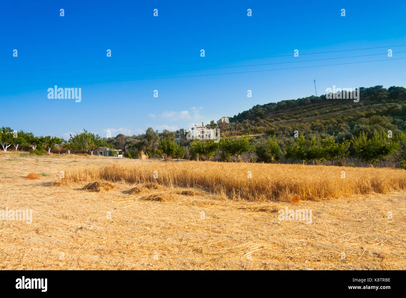 Golden wheat field with plantation of fruit trees in the background ...