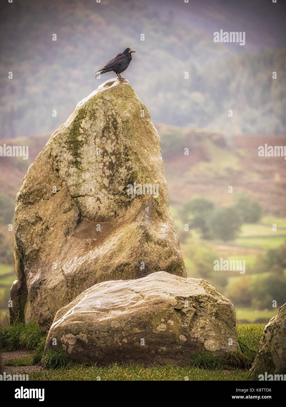 A crow sitting on one of the stones at Castlerigg Stonecircle just ...