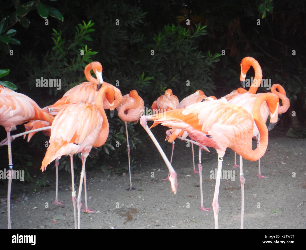 Florida flamingos hi-res stock photography and images - Alamy