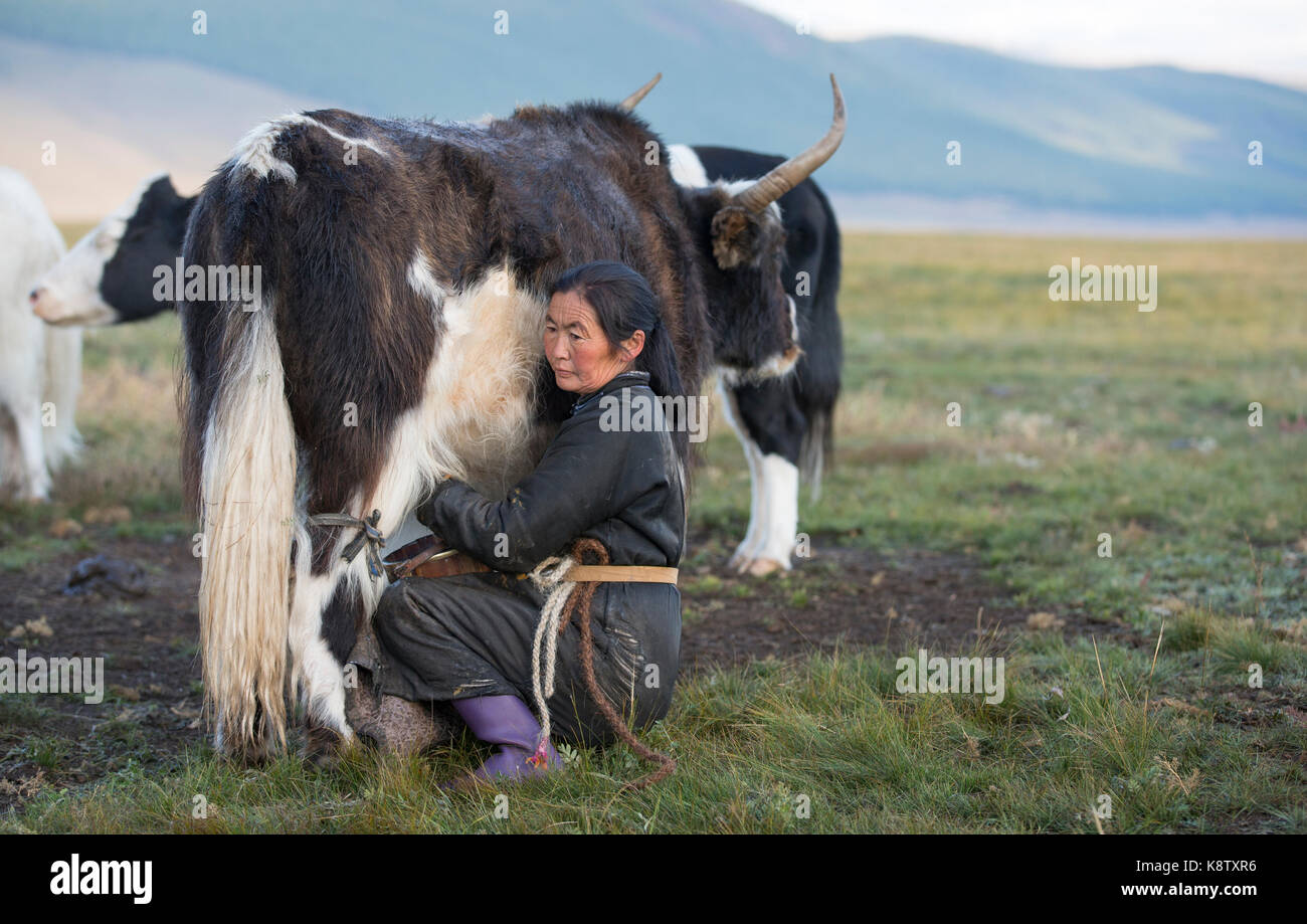 Mongolian Cattle