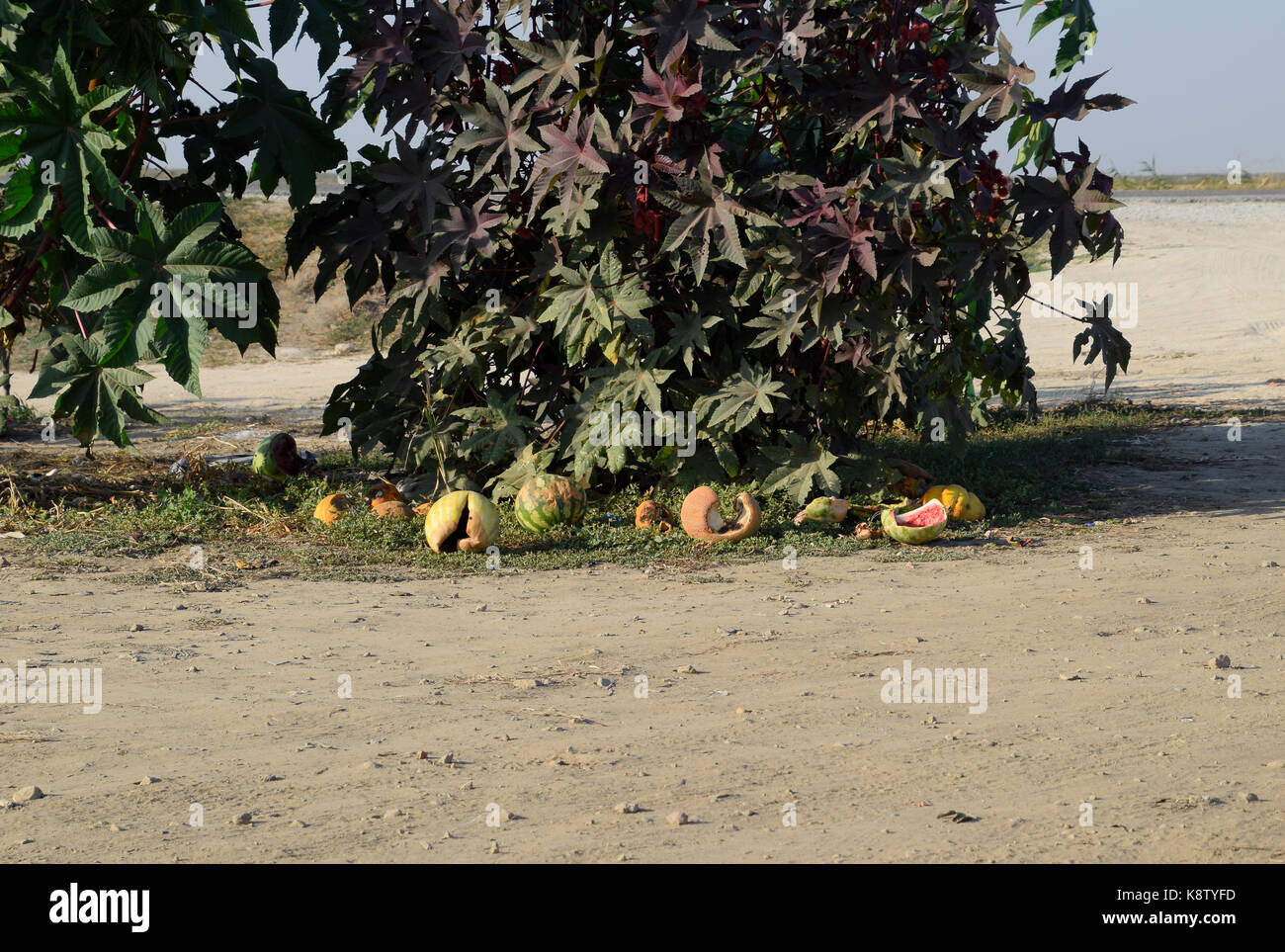Broken old rotten watermelons hi-res stock photography and images - Alamy