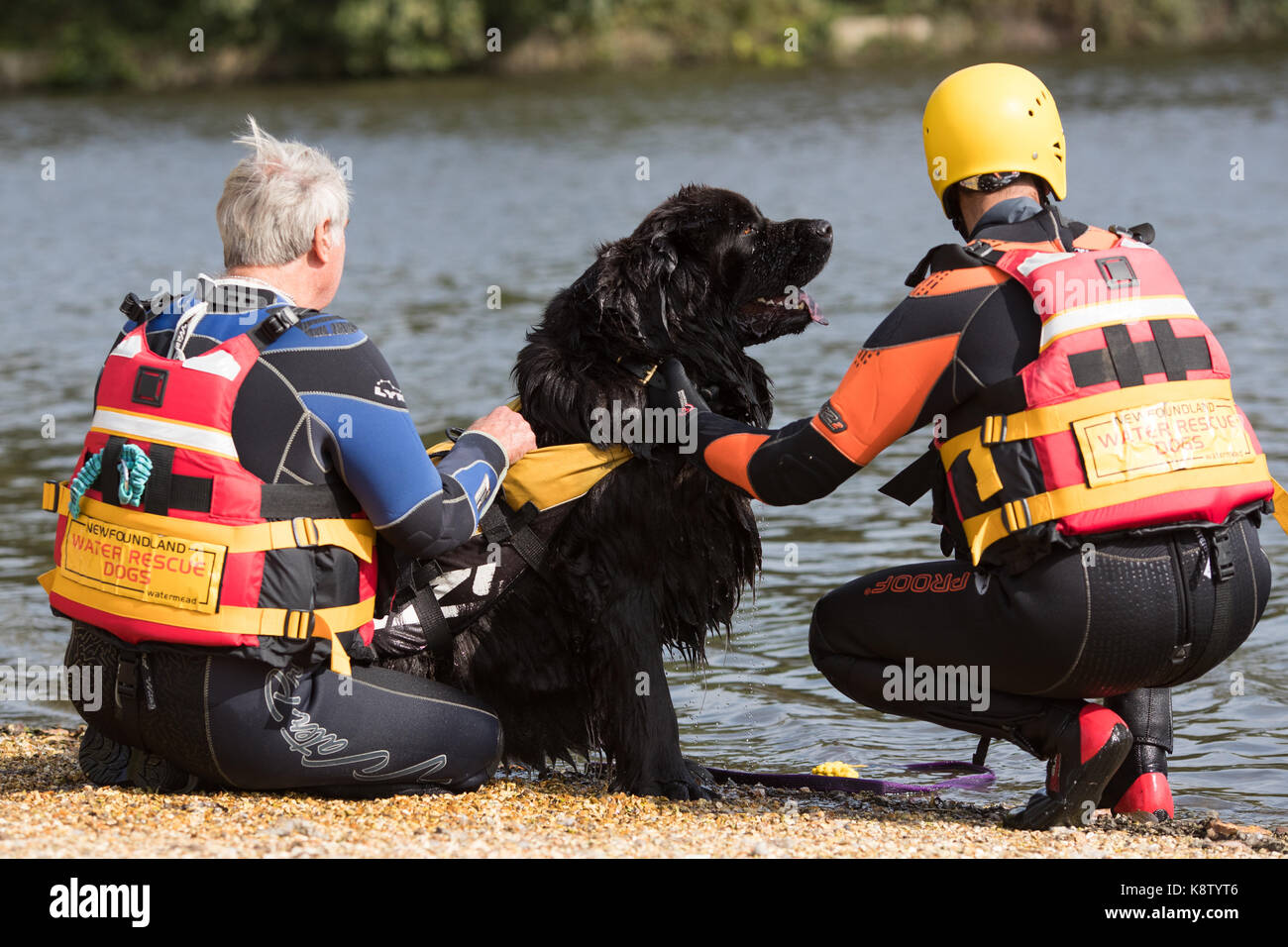 Pete Lewin's water safety dogs demonstrate a rescue operation in the ...