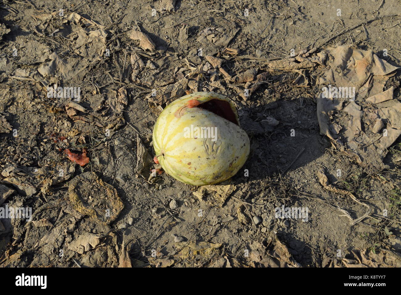 Chopped old rotten watermelon. An abandoned field of watermelons and ...