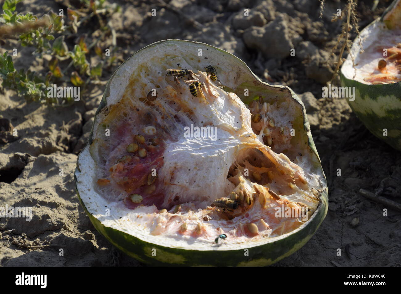 Chopped old rotten watermelon. An abandoned field of watermelons and ...