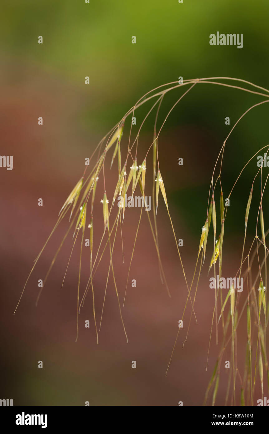 Abstract seedheads of stipa gigantea Stock Photo - Alamy