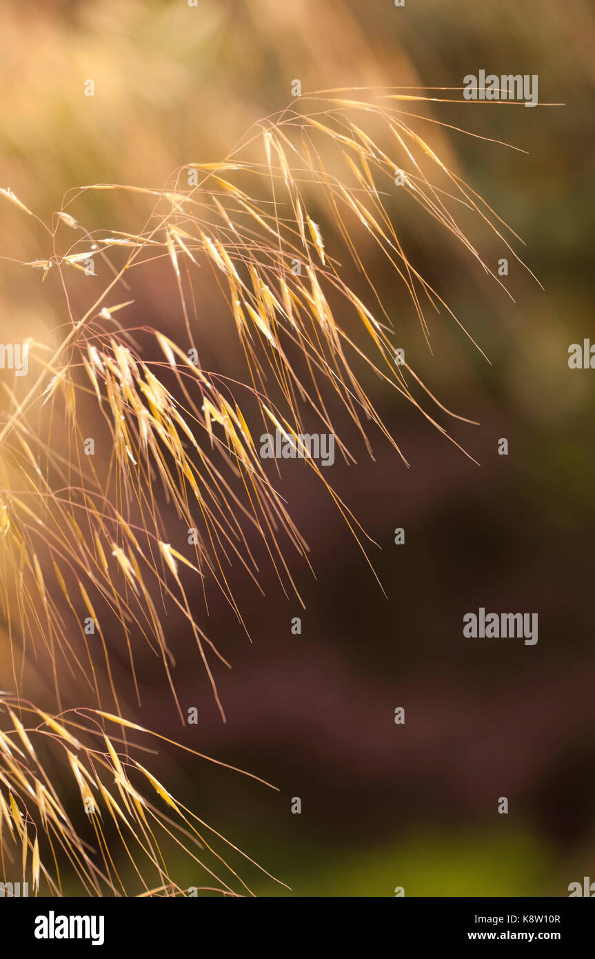 Abstract seedheads of stipa gigantea Stock Photo - Alamy