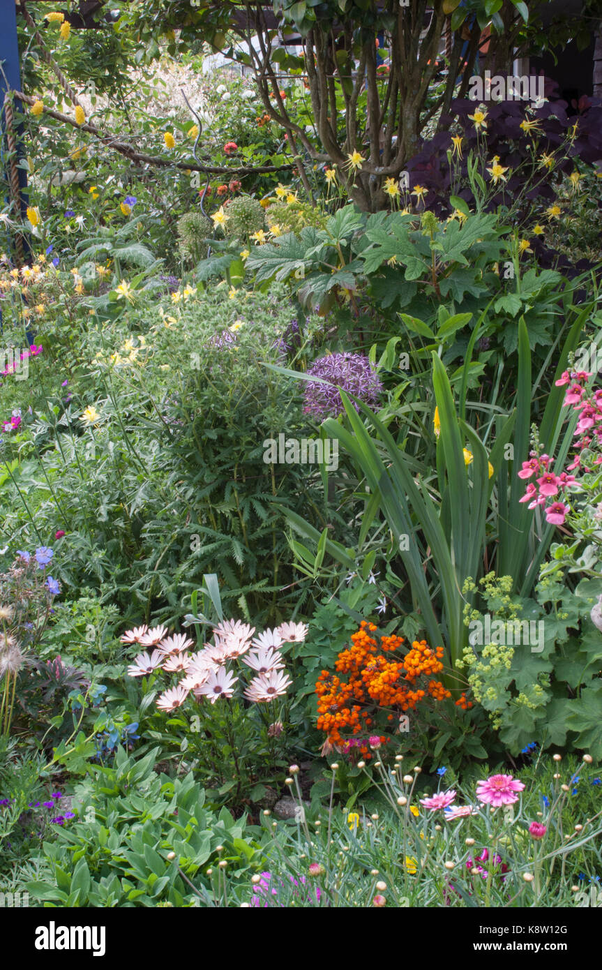 Group of summer garden plants Stock Photo - Alamy