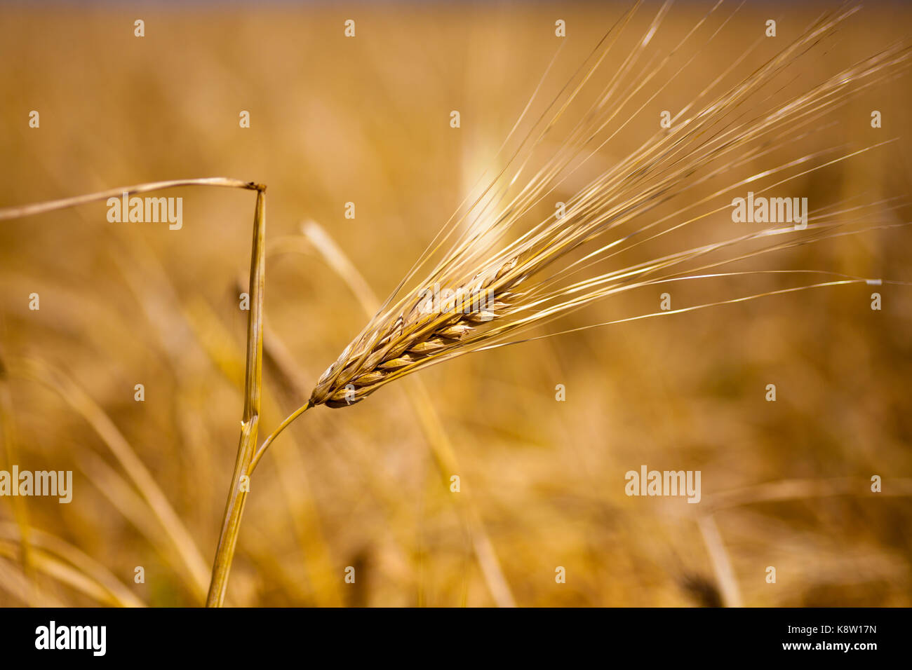 view of barley spike on field background Stock Photo - Alamy