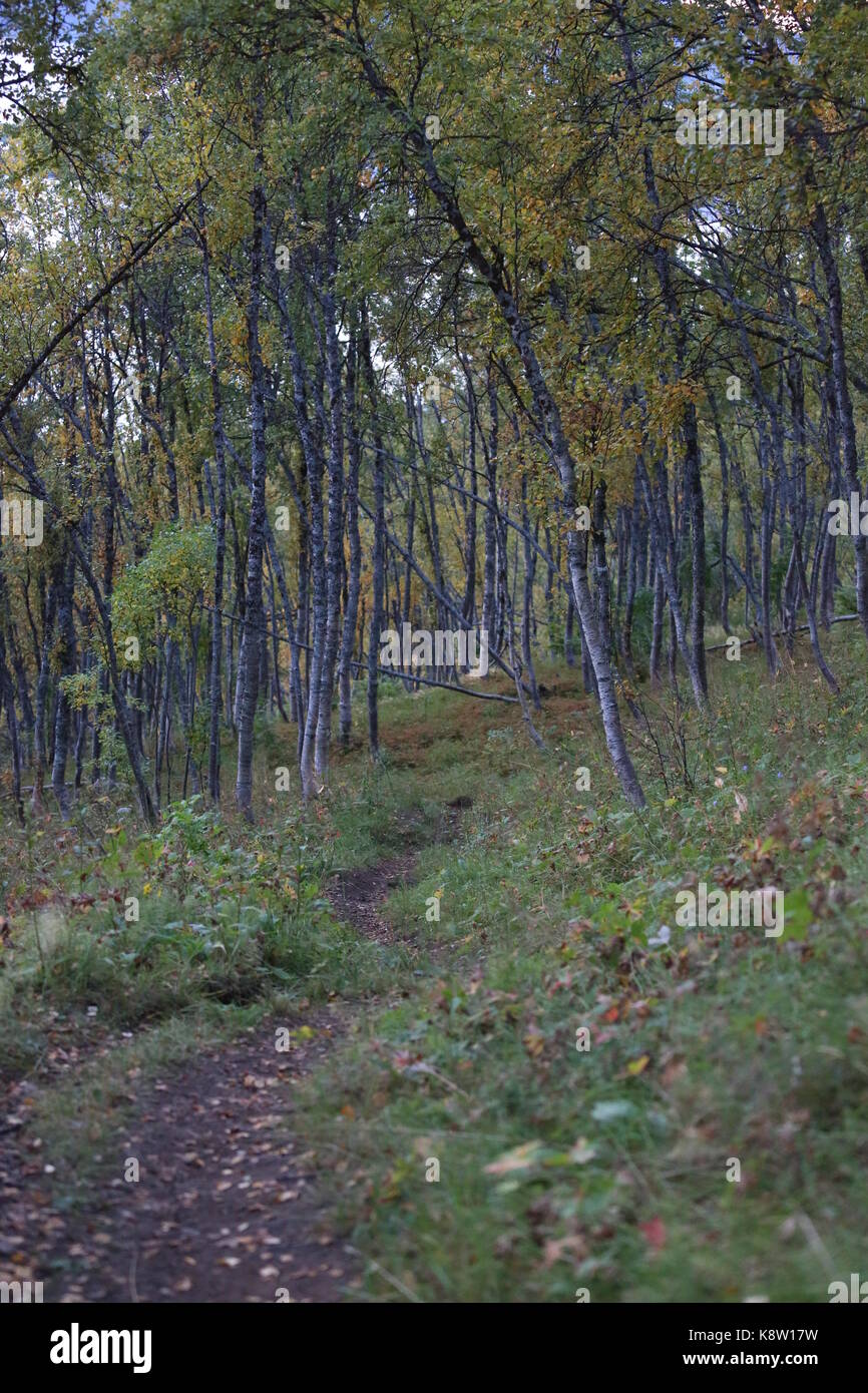 Trail in forrest hi-res stock photography and images - Alamy