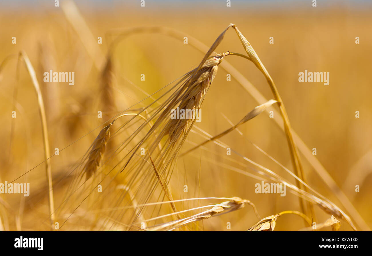 view of barley spike on field background Stock Photo - Alamy